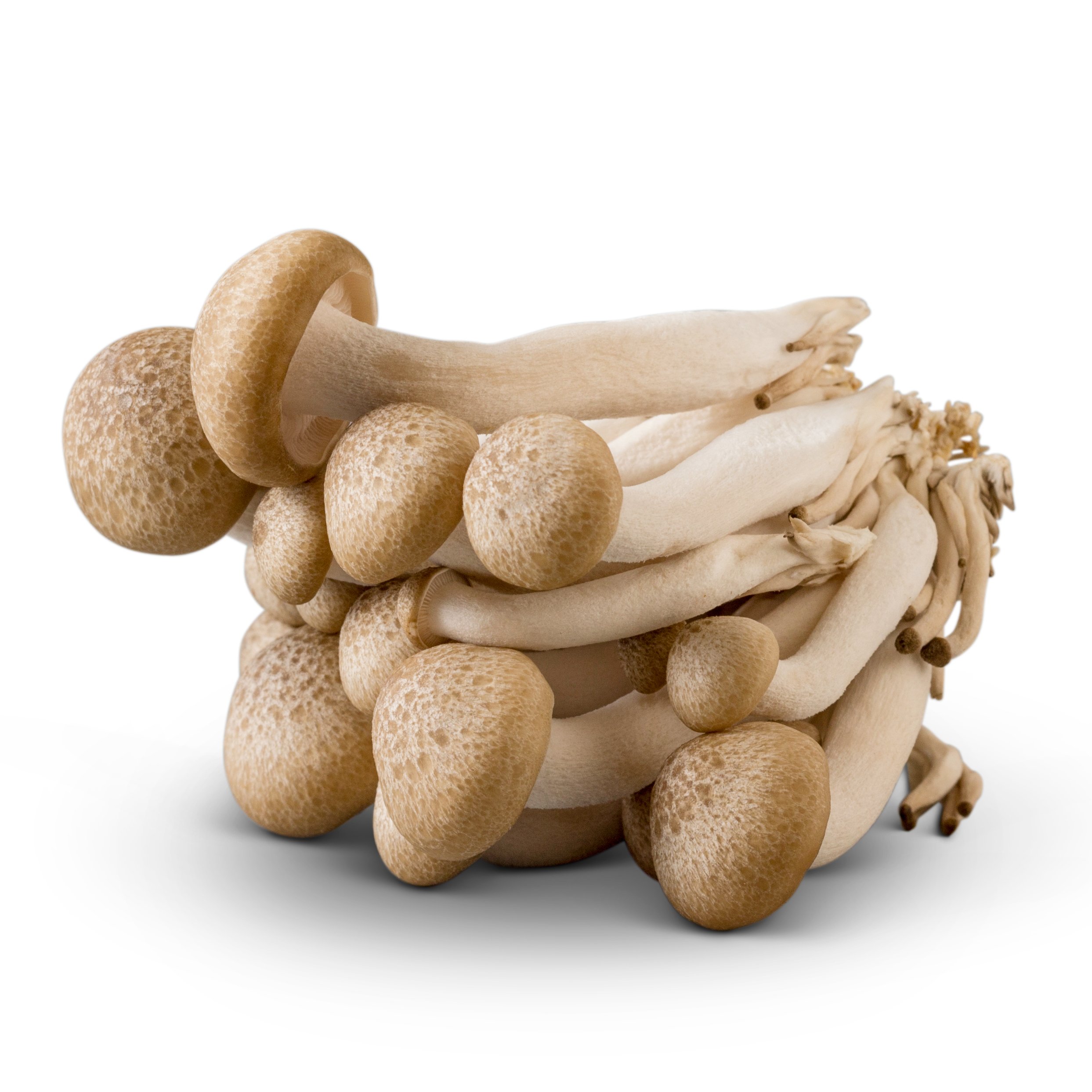 Fresh Mushrooms | Monterey Mushrooms